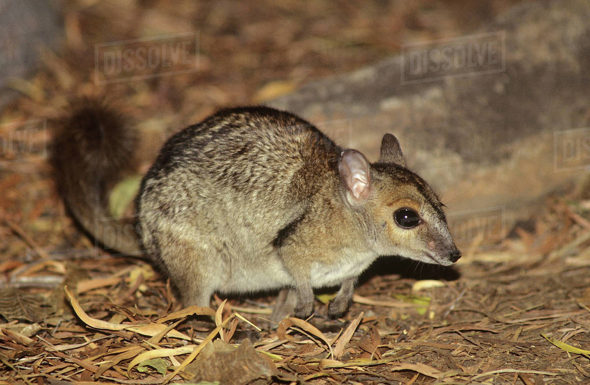 Monjon (Petrogale burbidgei) at night Mitchell River National Park ...