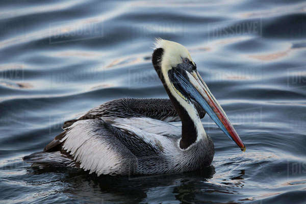 Peruvian pelican (Pelecanus thagus) profile portrait on water, Peru ...