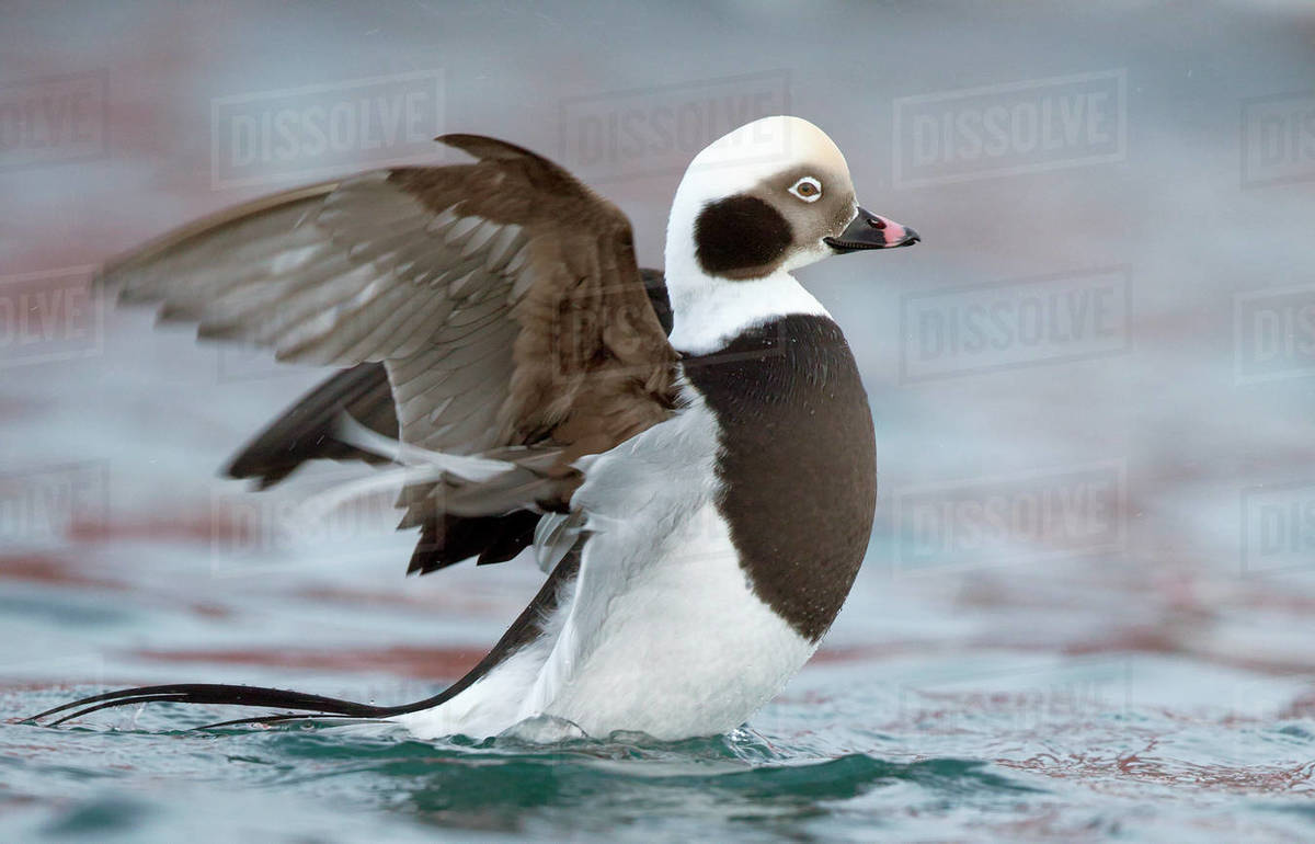 Long-tailed duck (Clangula hyemalis) male flapping at surface, Vardo ...