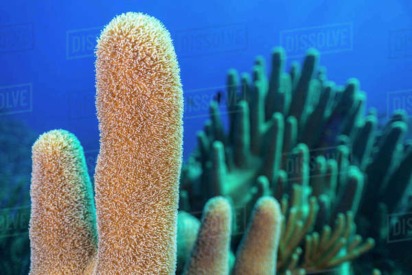 A stand of Pillar coral (Dendrogyra cylindrus) growing on a coral reef ...