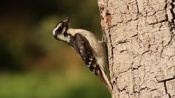 Female Downy woodpecker feeding chick in nest - Stock Video Footage ...