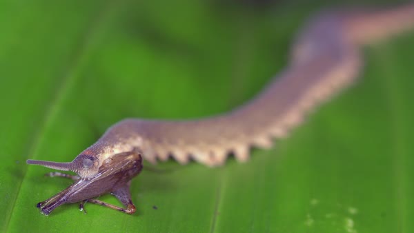 Peripatus (Velvet Worm) feeding on a cricket, Amazon rainforest ...