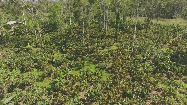 Aerial shot ascending over a plantation of Cocoa trees (Theobroma cacao ...