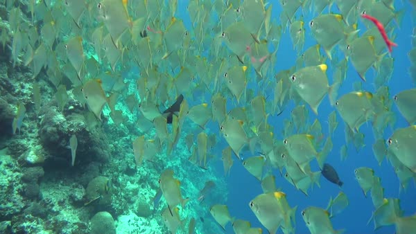 Shoal of Silver moony fish (Monodactylus argenteus), with Black tip ...