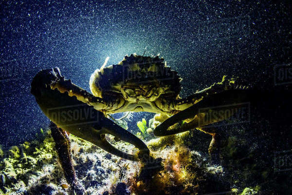 Channel clinging crab (Mithrax spinosissimus), Eleuthera, Bahamas ...