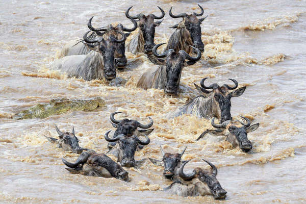 Nile crocodile (Crocodylus niloticus) waiting to attack White-bearded ...