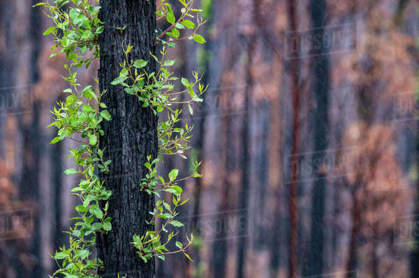 Eucalyptus tree (Eucalyptus sp.) showing epicormic growth in response ...