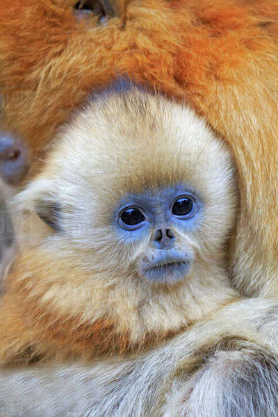 Golden snub-nosed monkey (Rhinopithecus roxellana), mother and baby ...