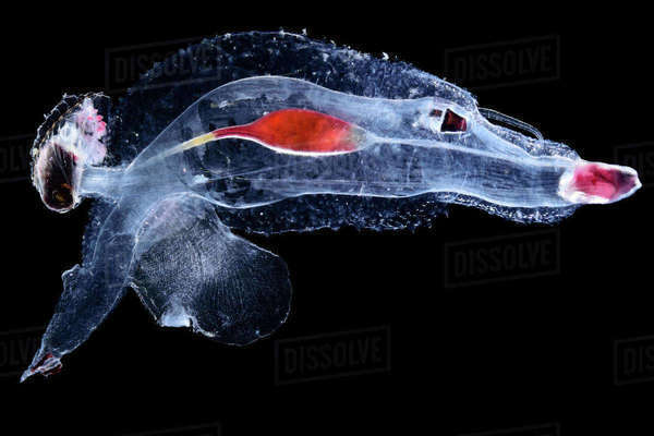 Sea elephant (Cardiopoda placenta), marine pelagic gastropod mollusc in ...