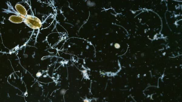 Two Freshwater copepods (Cyclops sp) swimming through pond debris ...