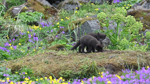 Arctic fox (Vulpes lagopus) cubs playing with feather, playfighting and ...