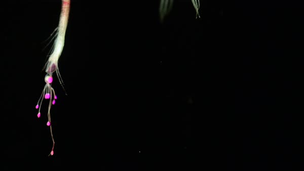 Threadfin dragonfish (Echiostoma barbatum) close up panning shot from ...