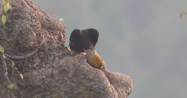 Great hornbill (Buceros bicornis) male feeding the female fig fruits as ...