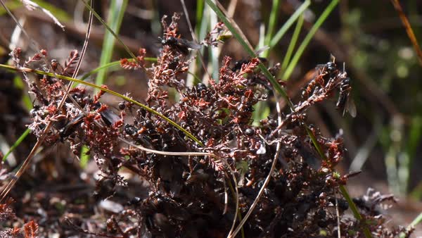 Southern wood ant (Formica rufa) winged male alates climbing a dried ...