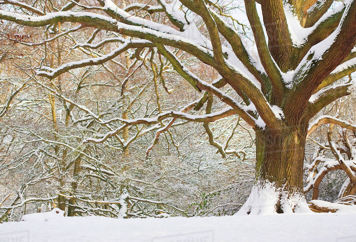 Oak tree (Quercus robur) in snow, Hampstead Heath, London, UK, January ...