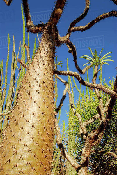 Spiny tree trunk (Pachypodium sp) Berenty Reserve, Madagascar. - Stock ...