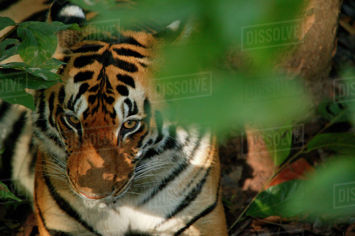 Bengal tiger (Panthera tigris tigris) female resting under tree, Kanha National Park, India. Non ...