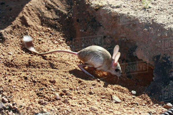 Mongolian five-toed jerboa (Allactaga sibirica) digging burrow, Gobi ...