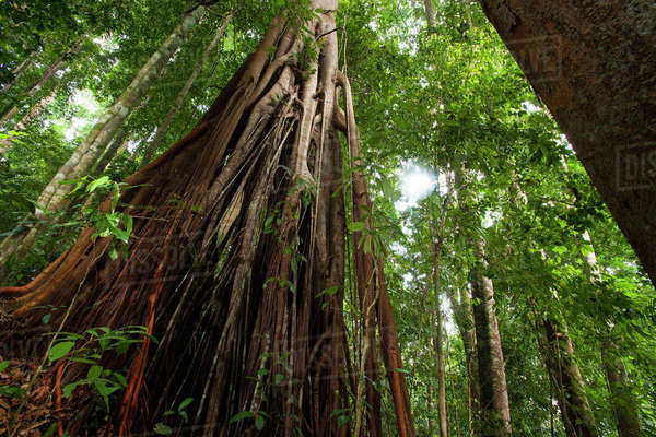 Fig tree (Ficus sp) in rainforest, Bukit Barisan National Park, Sumatra ...