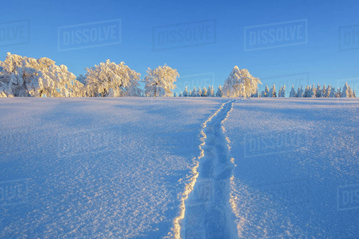 Tracks crossing a pristine snow covered landscape in winter in the ...