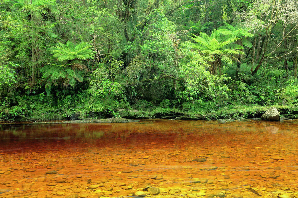 Oparara River, Kahurangi National Park, New Zealand, South Island ...