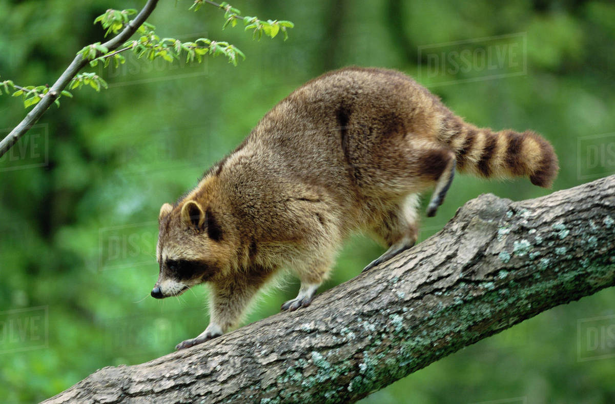 Raccoon Walking on Log - Stock Photo - Dissolve