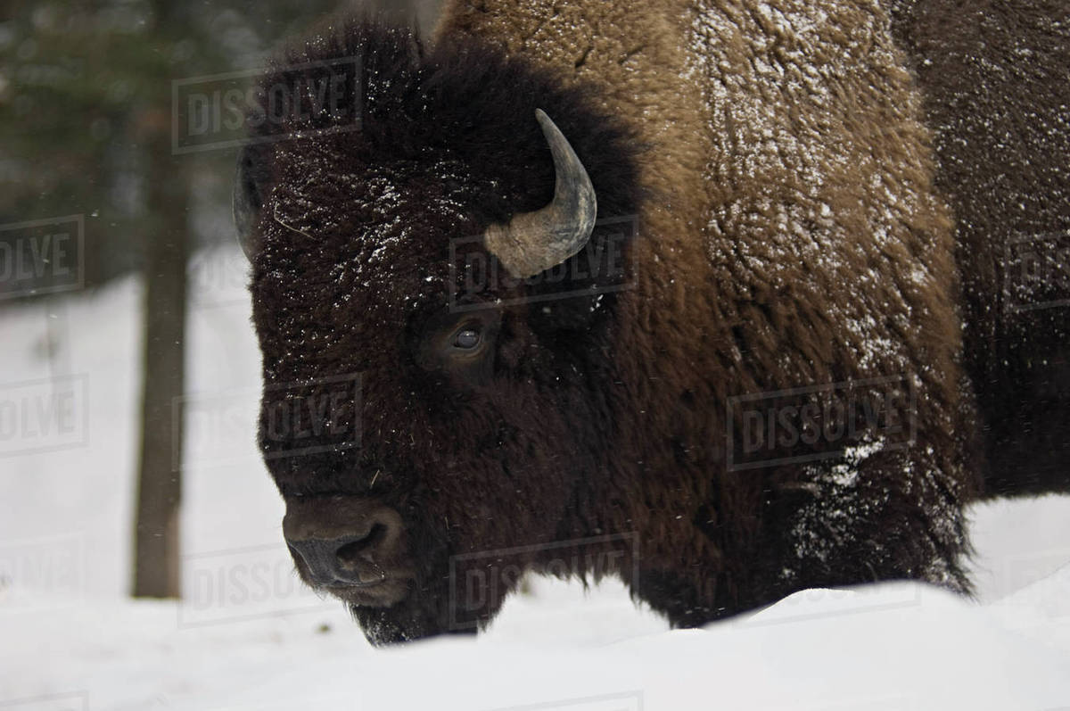 Bison in Winter, Parc Omega, Montebello, Quebec, Canada - Royalty-free ...