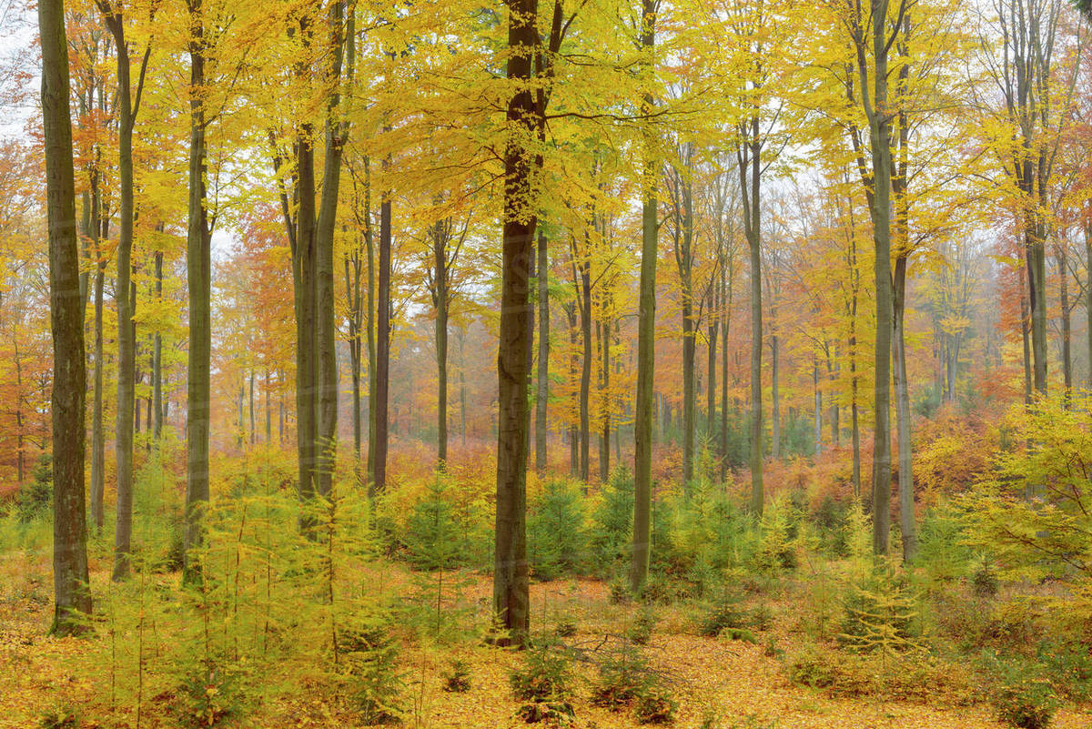 Colorful Autumn Forest, Spessart, Bavaria, Germany - Stock Photo - Dissolve