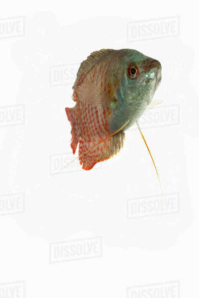 Dwarf Neon Gourami - Royalty-free Stock Photo | Dissolve