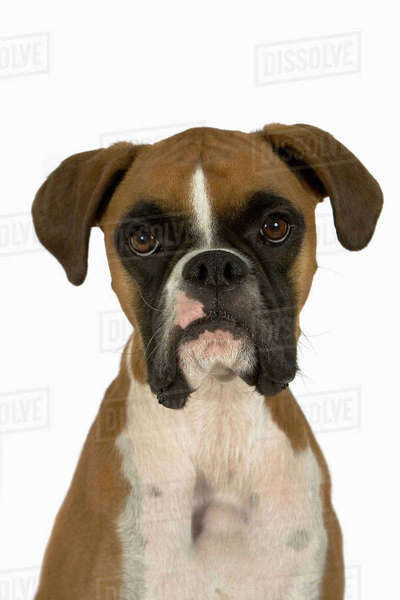 Boxer - Stock Photo - Dissolve