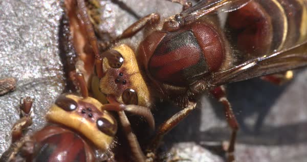 2 large hornets communicating with their antennas - Stock Video Footage ...