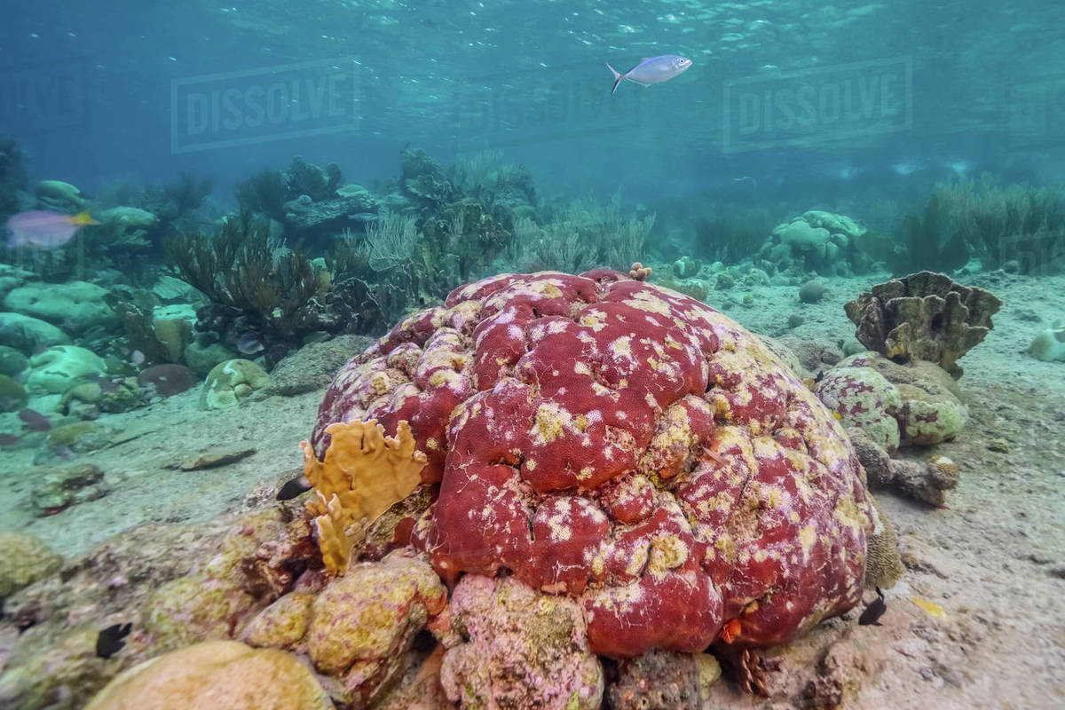Coral bleaching in the Caribbean Sea - Stock Photo - Dissolve