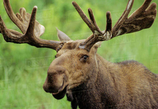 Moose (Alces alces) Adult Males, Ontario, Canada. - Stock Photo - Dissolve