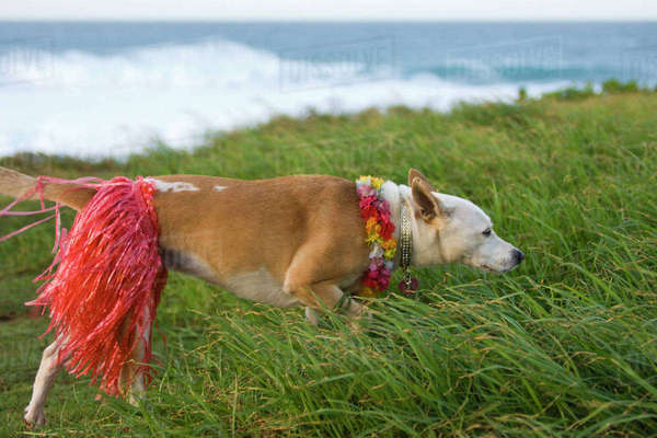 Hawaiian themed dog, Maui, Hawaii, United States - Stock Photo - Dissolve