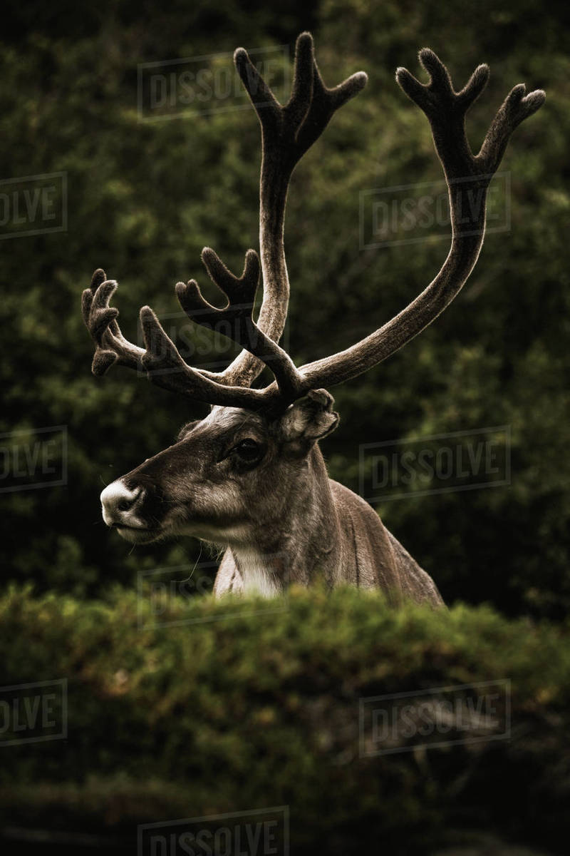 Close-up of reindeer - Stock Photo - Dissolve