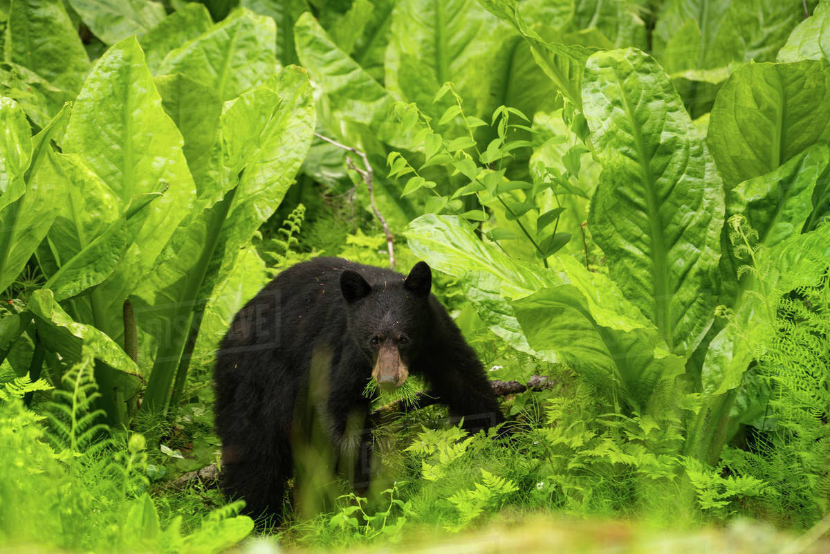 Black bear eating grass in forest - Royalty-free Stock Photo | Dissolve