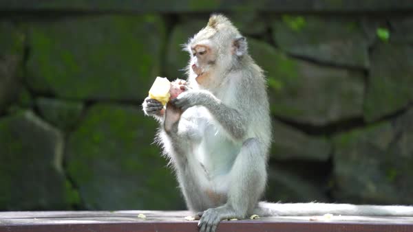 Medium shot of monkey eating food, Ubud, Bali, Indonesia, Asia - HD ...