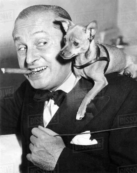 Chihuahua considering taking up cigar smoking - Royalty-free Stock ...