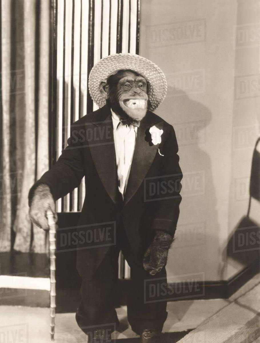 Grinning monkey in tuxedo - Stock Photo - Dissolve