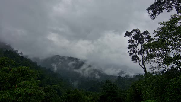 Mist rises over dense forest during Monsoon season in Western Ghats ...