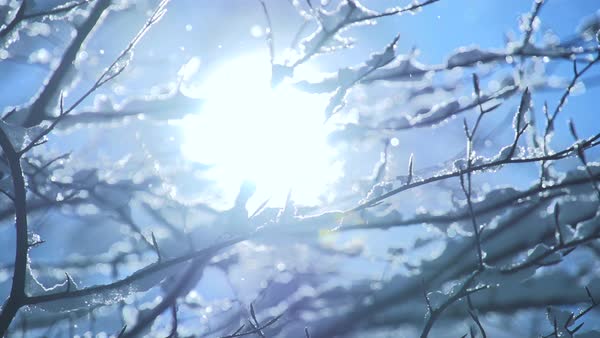 Snowing winter season scenery of snow melting from tree branches ...