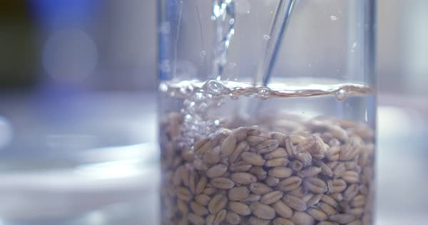 At a laboratory for the study of plants, seeds, mold, diseases of ...