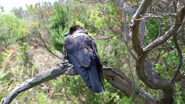 Black Australian Raven perching on dry tree branch with ruffled ...