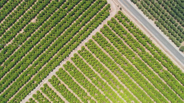 Aerial shot of citrus orchards and car on road in Ojai, California ...