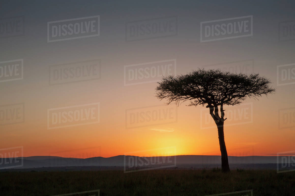 Tree at sunset in savanna landscape - Royalty-free Stock Photo | Dissolve
