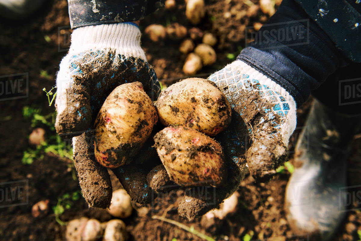 Gardener holding potatoes in dirt - Royalty-free Stock Photo | Dissolve