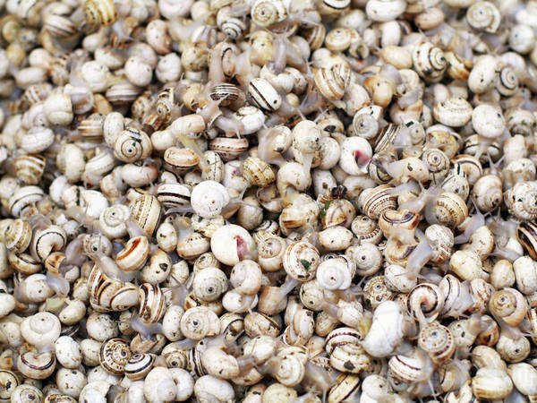 Close up of periwinkle shells - Royalty-free Stock Photo | Dissolve