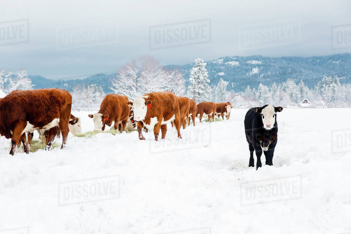 Cattle standing in snowy farm field - Royalty-free Stock Photo | Dissolve