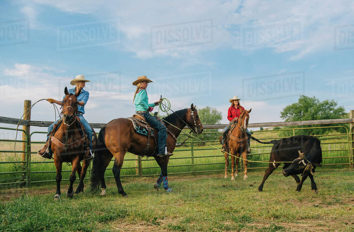 Cowgirls on horseback lassoing cattle on ranch - Royalty-free Stock ...