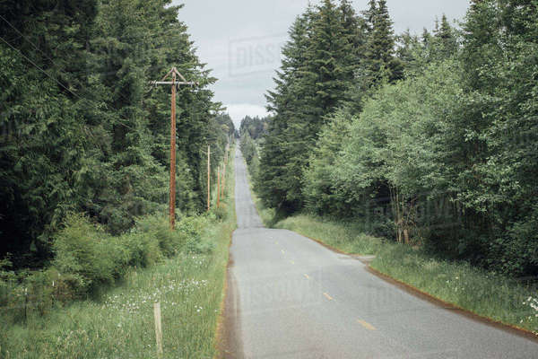 Empty tree-lined road - Stock Photo - Dissolve